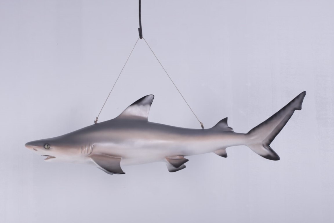 Black Tip Reef Shark | JR 100074
