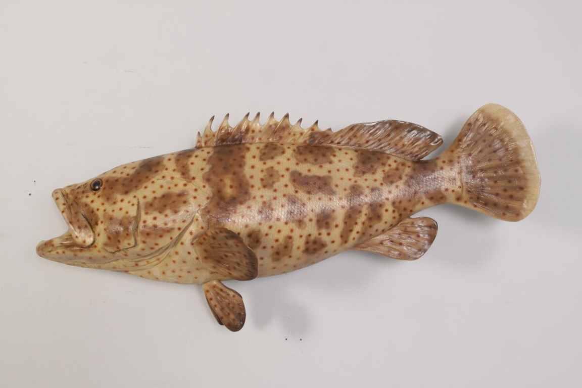 Estuary Cod | JR 120050