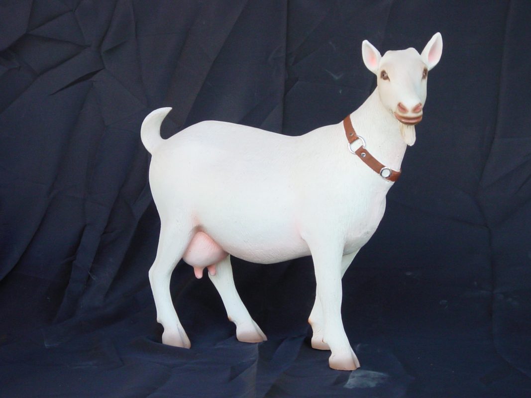 Pygmy Goat | JR 2122