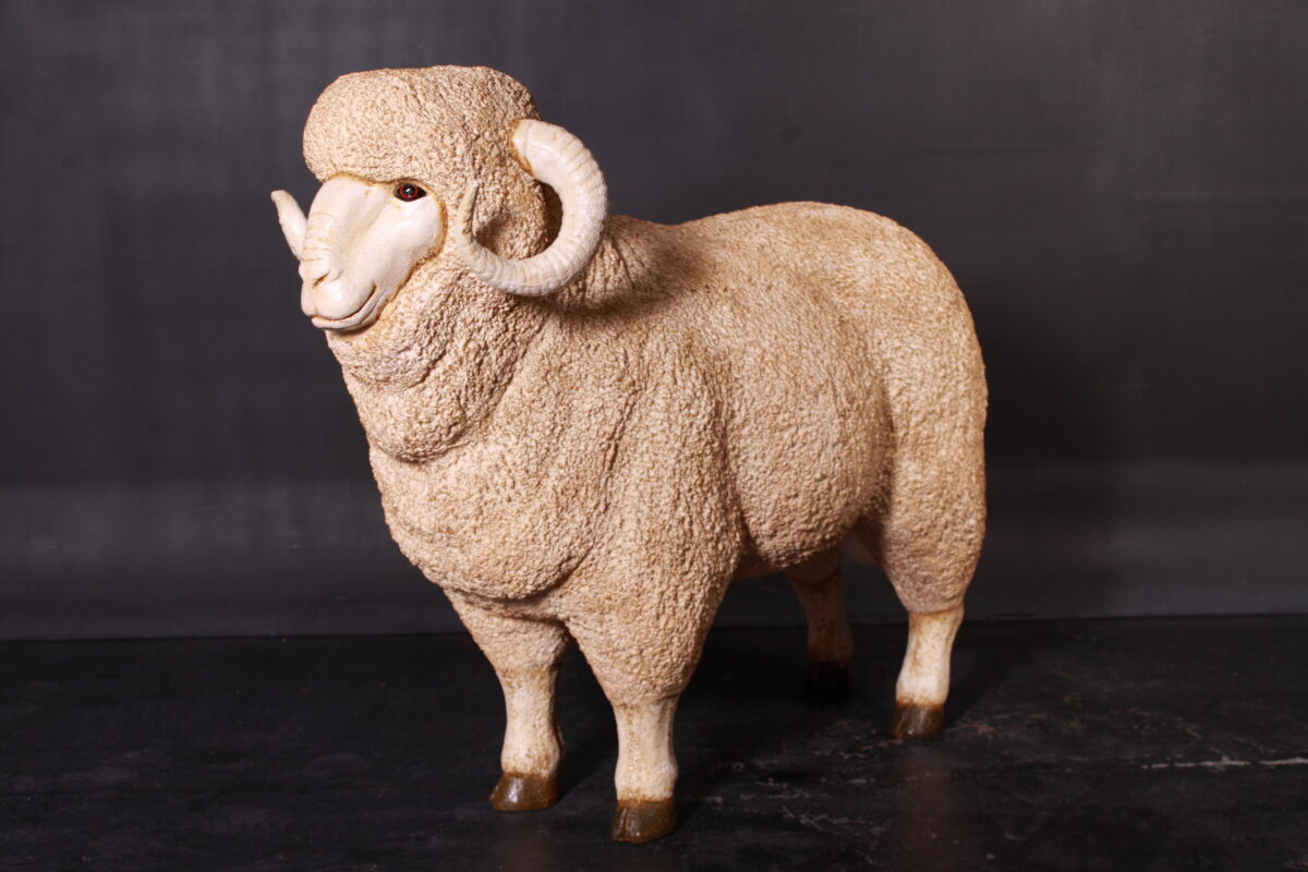 Merino Ram | JR 020503